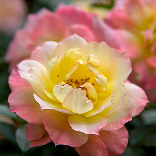 Oso Easy Italian Ice® Rose For Sale | Proven Winners – Great Garden Plants