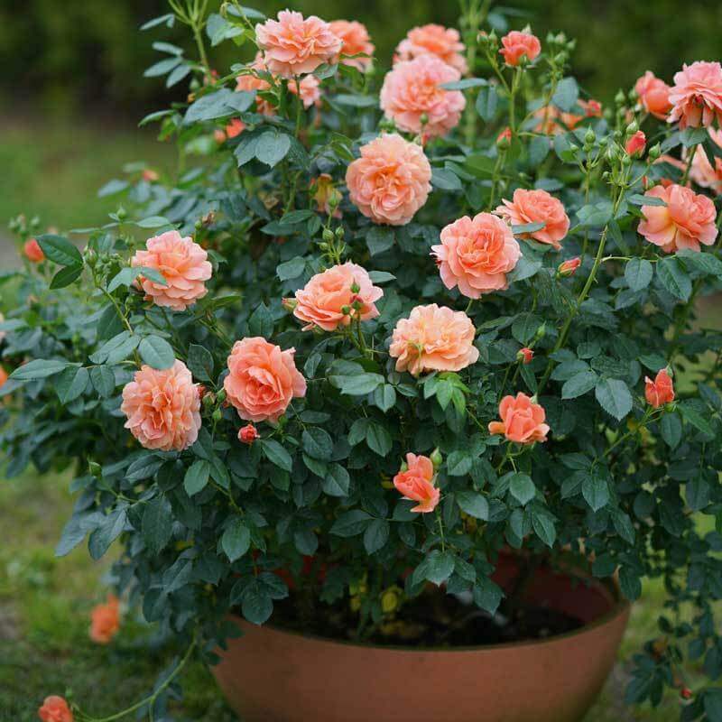 At Last® Rose For Sale | Proven Winners – Great Garden Plants