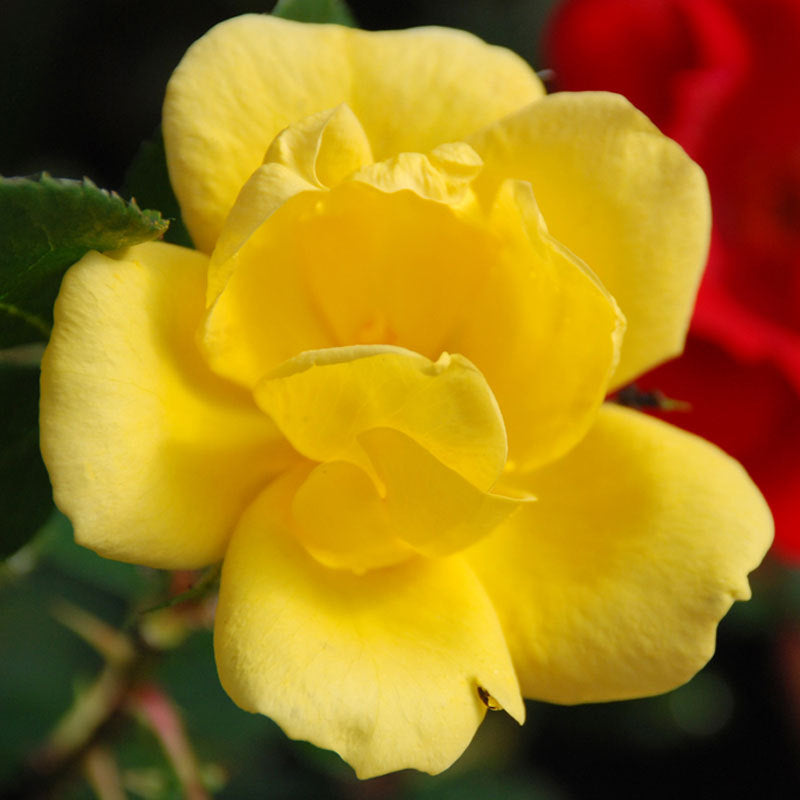 Sunny Knock Out® Rose For Sale | Shrubs & Trees – Great Garden Plants