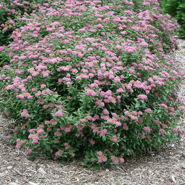 Spirea | Shrubs & Trees | Great Garden Plants