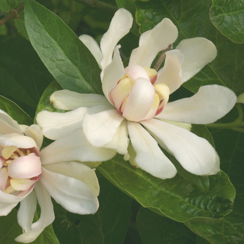'Venus' Sweetshrub | Shrubs & Trees – Great Garden Plants